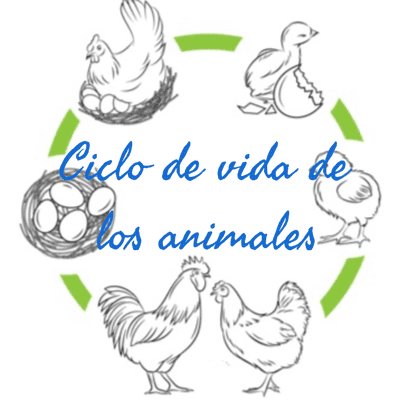 Ciclo de vida de los animales
