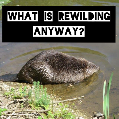 What is Rewilding Anyway?