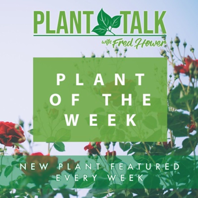 Plant Of The Week
