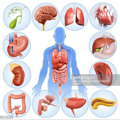 Funcion de los organos del cuerpo humano
