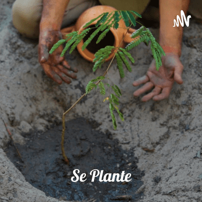 Se Plante - Se você fosse uma planta/árvore, que planta/árvore seria?